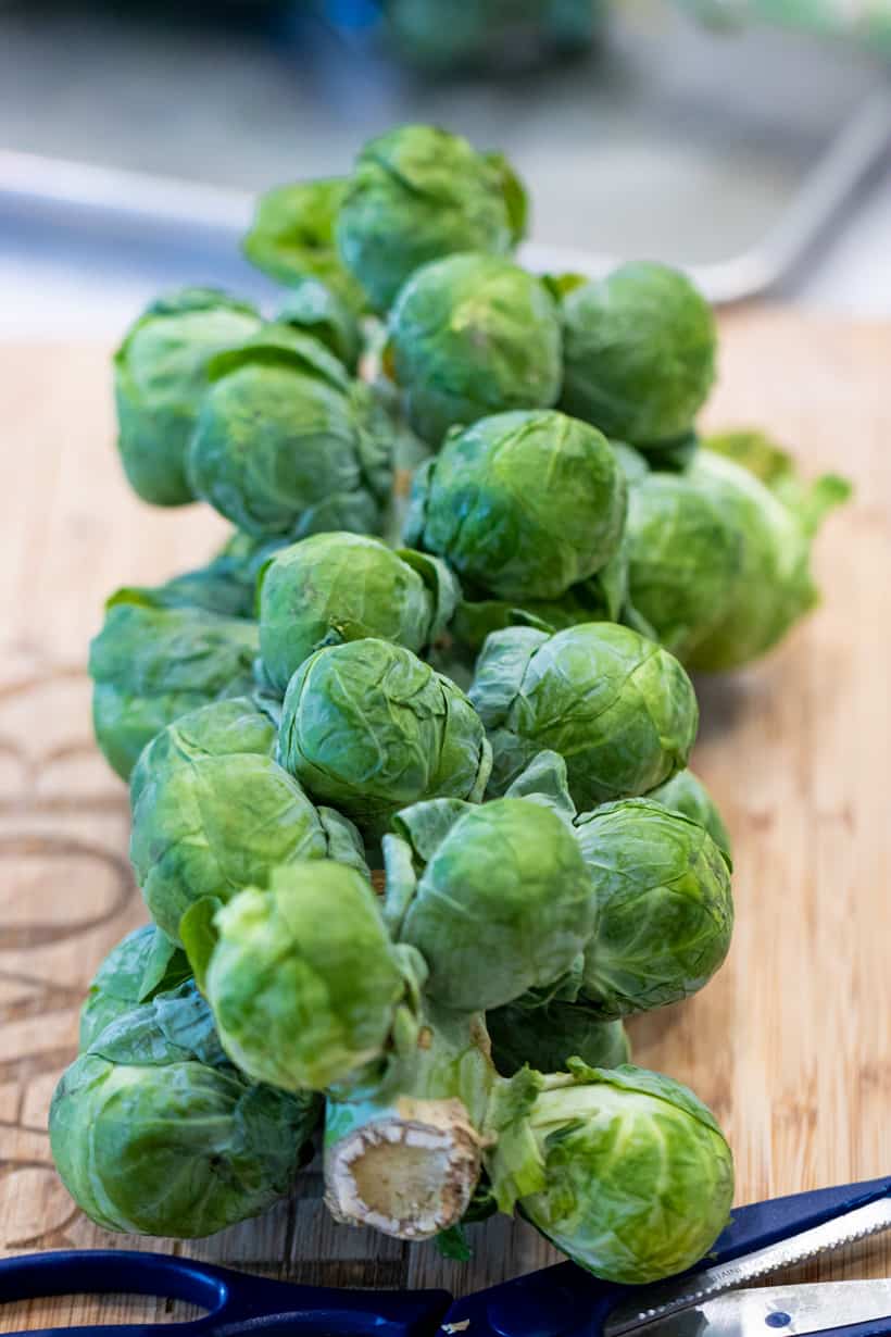 Brussel Sprouts Stalk Recipe - Oven Roasted - Savory Thoughts